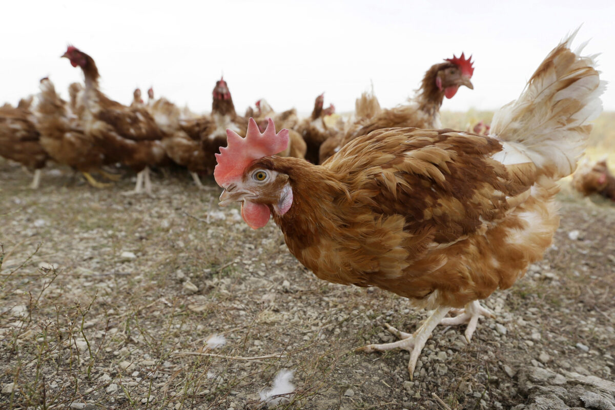 Coop Clears: Springville amends chicken policy, allows for more hens ...